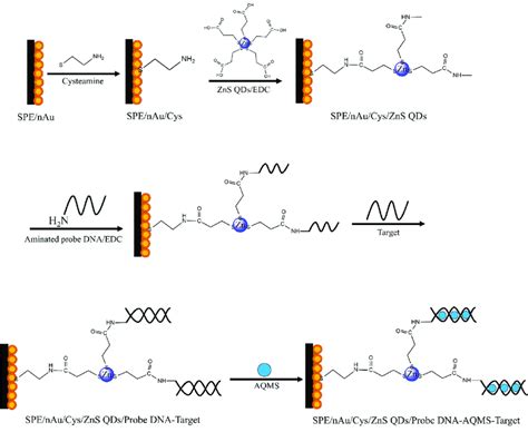 The Stepwise Construction Of The Electrochemical Dna Biosensor Based On