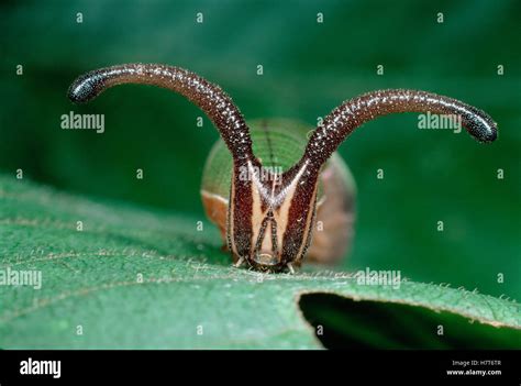 The Constable Dichorragia Nesimachus Caterpillar Shiga Japan Stock