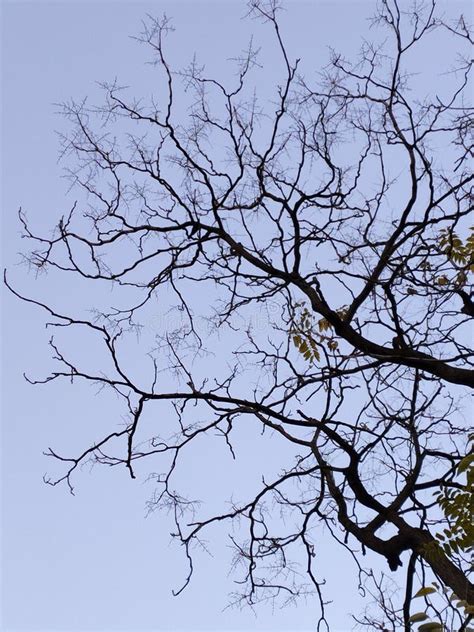 Fall Tree With Naked Branches Stock Photo Image Of Twig Leaf