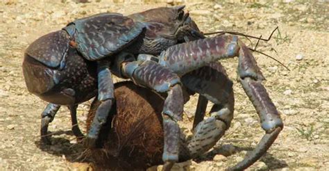 Coconut Crab Characteristics Habitat And Breeding Other