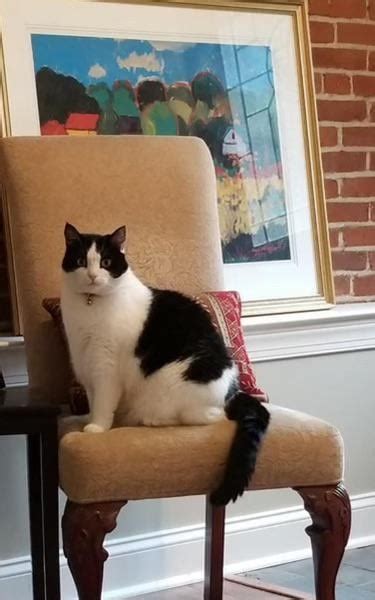 Lost My Sweet Guy Today On His 10 Year Gotcha Day💔 Rcats