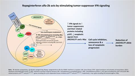 Mechanism Of Action Of Ropeginterferon Alfa B In Polycythemia Vera