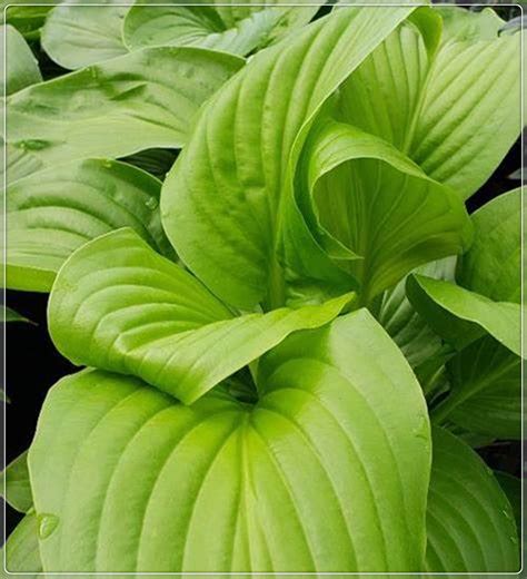 Hosta Bulbs Rare Hosta Cold And Shade Tolerant Ground Coverpotted
