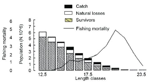 Length Structured Virtual Population Analysis Vpa Of D Russelli Download Scientific Diagram