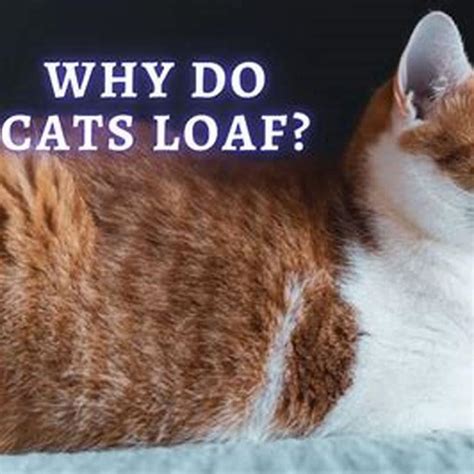 Why Do Cats Sit In A Loaf Inverse Diy Seattle