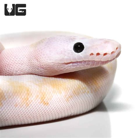 Super Fire Ball Python