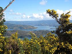 Categoryinvasive Species In Chile Wikimedia Commons