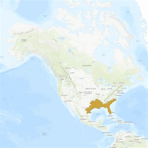 Definitive Guide To American Alligator Facts Habitat Conservation