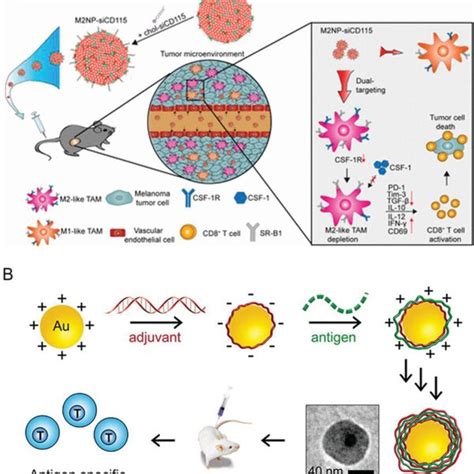 Nanoparticle‐mediated Tumor‐associated Cells Reprogramming To Enhance Download Scientific