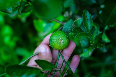 Premium Photo Hand Picking Fresh Key Lime Jeruk Sambal From Tree