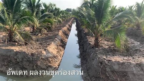 ผลงานขุดร่องสวนมะพร้าว 14 ไร่ By ครีม แมคโคร เจ้าของสวนมะพร้าว ไหนๆ ก็รักและดูแลสวนตัวเอง ️
