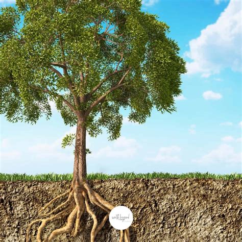 Learn How To Get Closer To God Ways To Get Rooted In Him