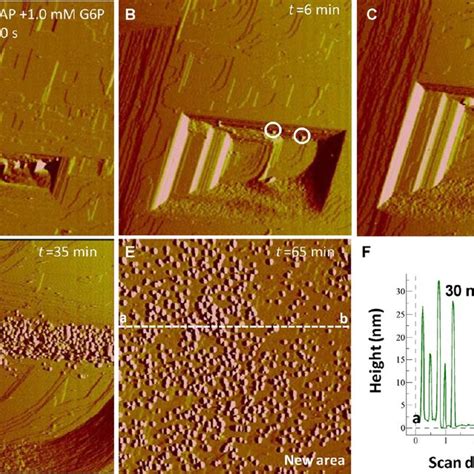 A Time Sequence Of Afm Deflection Images Showing A And B Dissolution Download Scientific