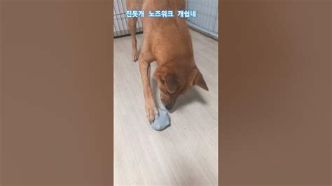 노즈워크 진돗개 복순이 잘하네 ㅎ Pets Jindodog 강아지 Jindo 진도믹스 Cat Jindopuppy