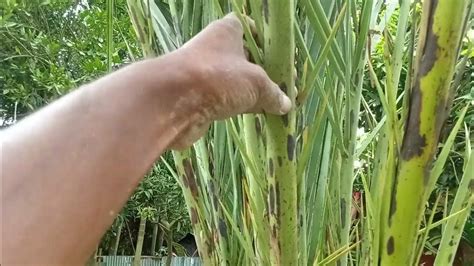 বষা কালে সৌদি খেজুরের গাছ এর অবস্থা ০১৯১৮৪৭৭৪১০ Youtube