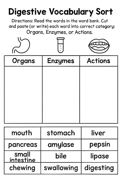 Digestive Vocabulary Sort Worksheet Download And Print Now
