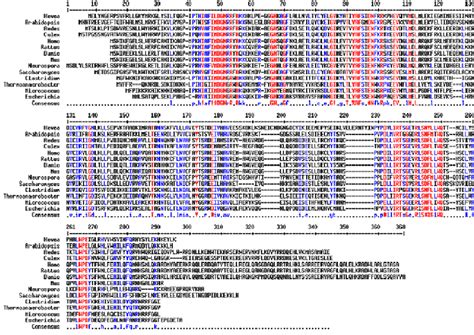 A Multiple Alignment Of Cis Prenyl Transferase With Its Homologs From Download Scientific