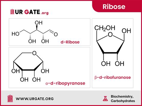Ribose Structure Properties Biological Importance And Metabolism Ur Gate