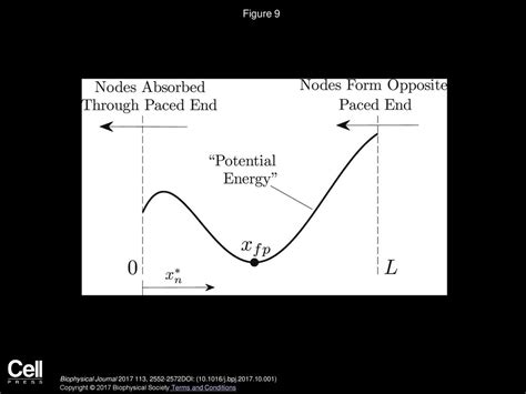 Stochastic Pacing Inhibits Spatially Discordant Cardiac Alternans Ppt