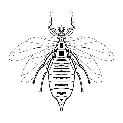 Vector Cartoon Leaf Insect Character Isolated Illustration Stock