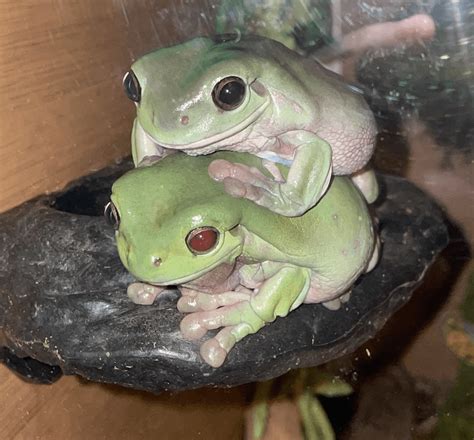 Sibling Stack Rfrogs