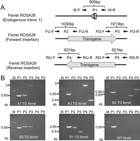 Genotyping Of Transgene Integration And Orientation By Pcr Analysis To