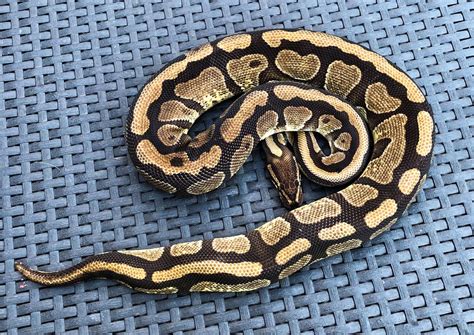 Dot Ball Python Traits Morphpedia