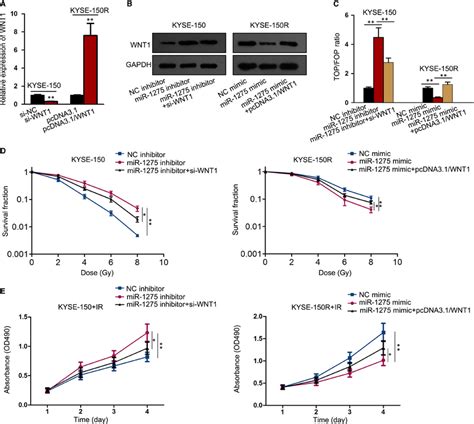Mir‐1275 Attenuated Radioresistance Of Ec Cells Through Targeting