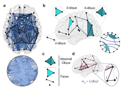 Algebraic Topology Is Revolutionizing Brain Science 哔哩哔哩