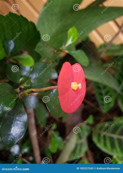 Red Flower With Yellow Center Stock Image Image Of Produce Autumn