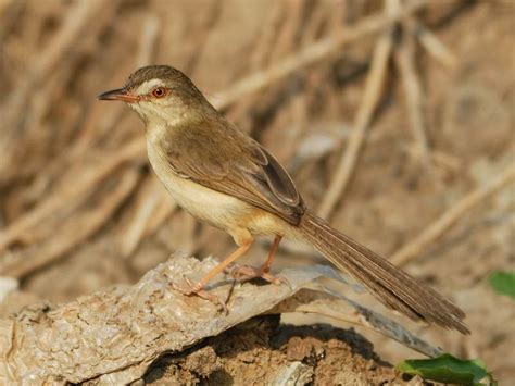 Brown Prinia Prinia Polychroa Photo Call And Song