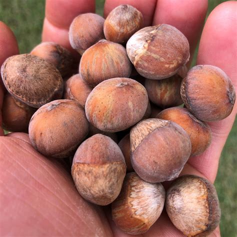 Interwoven Nursery Hybrid Hazelnut Seed