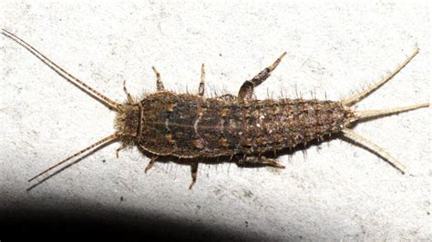 Orange Spotted Silverfish