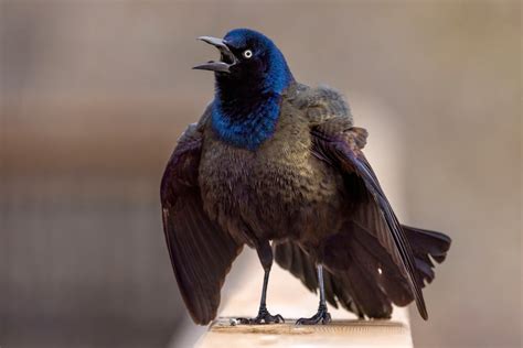 13 Types Of Blackbirds With Blue Heads