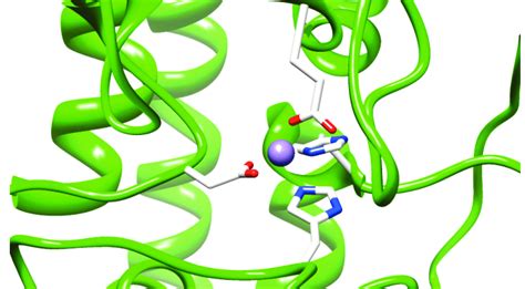 2 Histidine Rich Coordination To A Manganese Ion Download Scientific