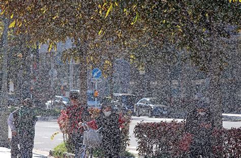 雪虫大異変 今年は大発生においもなぜみなぶん特報班北海道新聞デジタル