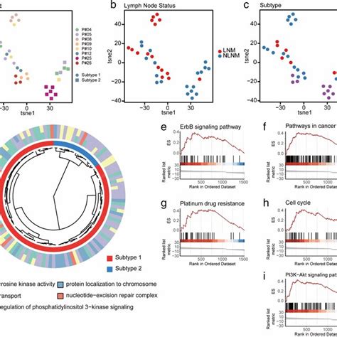Gene Signatures And Signaling Pathways In Ctcs A T‐sne Plot Of Ctcs