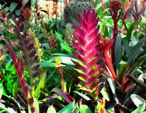 Diversidad Del Ecuador Flora Y Fauna