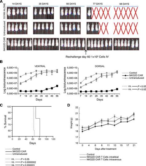 Memory T Cells Expressing An Nkg2d Car Efficiently Target Osteosarcoma