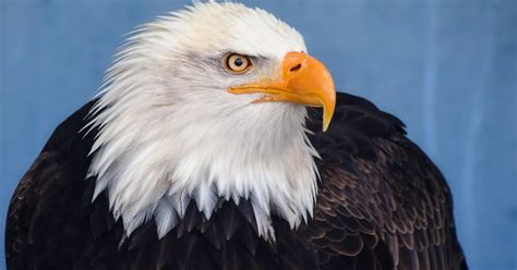 Bald Eagle Facts Information Habitat Diet And Lifespan