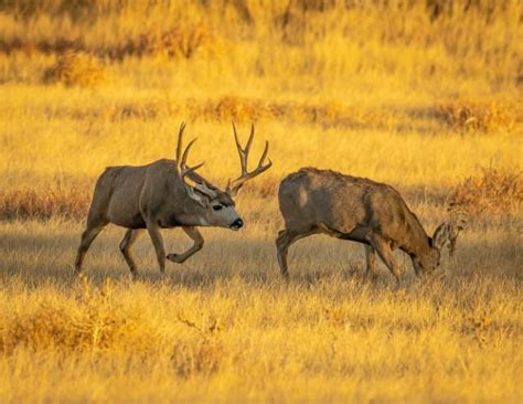 Mule Deer Population By State What The Latest Data Says World Deer