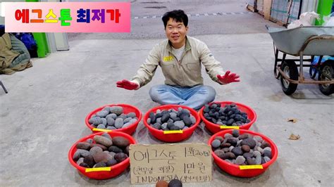 🪺에그스톤 가장 싸요 ️ 에그스톤 Eggstone 해미석 자갈 현무암 화분 화분대코 송이석 흑송이 적송이
