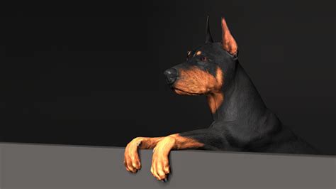 도 베 르만 Pinscher 개 서 Behing 판지 3d 그림 0명에 대한 스톡 사진 및 기타 이미지 0명 가축 강아지