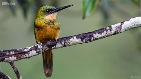 Galbula Ruficauda Rufous Tailed Jacamar By Paulo Vale • Birdier