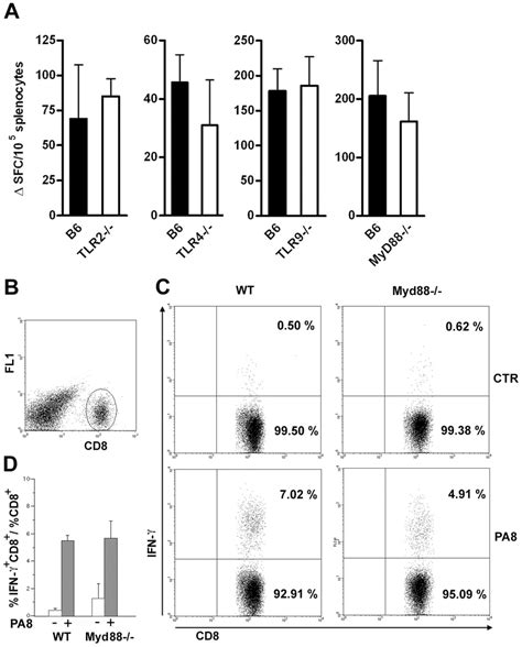 Ifn γ Production By Cd8 T Splenocytes Is Equivalent In Infected Download Scientific Diagram