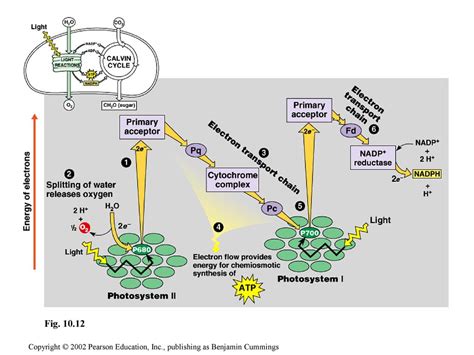 CHAPTER 10 PHOTOSYNTHESIS Section B1: The Pathways of Photosynthesis - ppt download