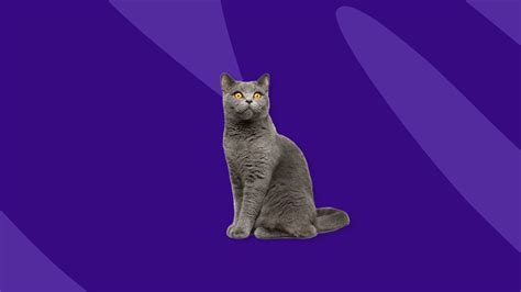 Gabapentin Dosage For Cats Dosage And Safety Singlecare