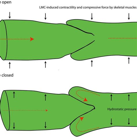 Lymph Transport By Collecting Lymphatic Vessels A High Pressure Causes Download Scientific