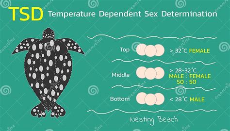 Temperature Dependent Sex Determination Tsd Of Sea Turtles Stock