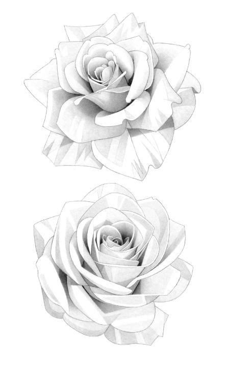Roses Pencil Drawing Matthew Hack Drawings And Illustration Flowers